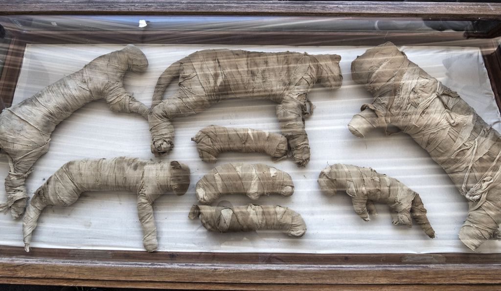 Archaeologists Reveal Rare Mummified Lion Cubs Unearthed in Egypt ...
