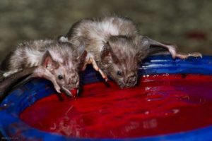 Vampire Bats “French Kiss” With Mouthfuls Of Blood To Develop Social ...