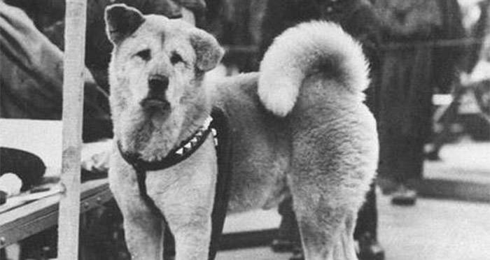 The Amazing And True Story Of Hachiko The Dog – MOST INTERESTING THINGS