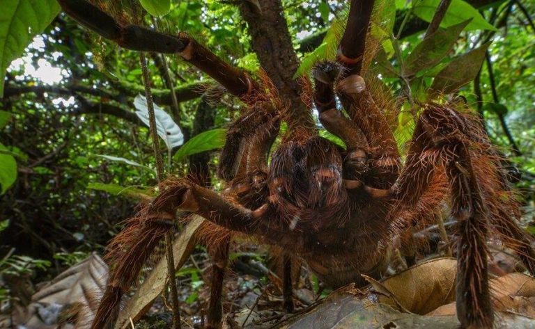 ‘Brazilian pink bird-eating tarantulas’ the size of dinner plates are ...