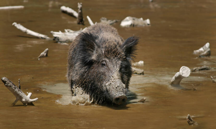 Feral Pigs Eat And Destroy $22K Worth Of Cocaine Hidden In Italian ...