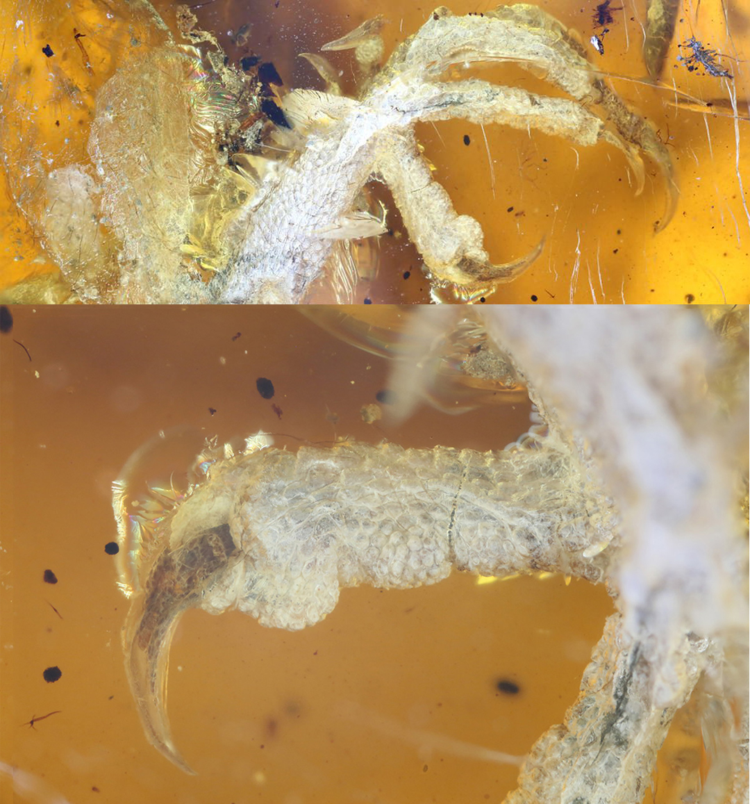This 100-Million-Year-Old Bird Trapped in Amber Is The Best We’ve Ever ...